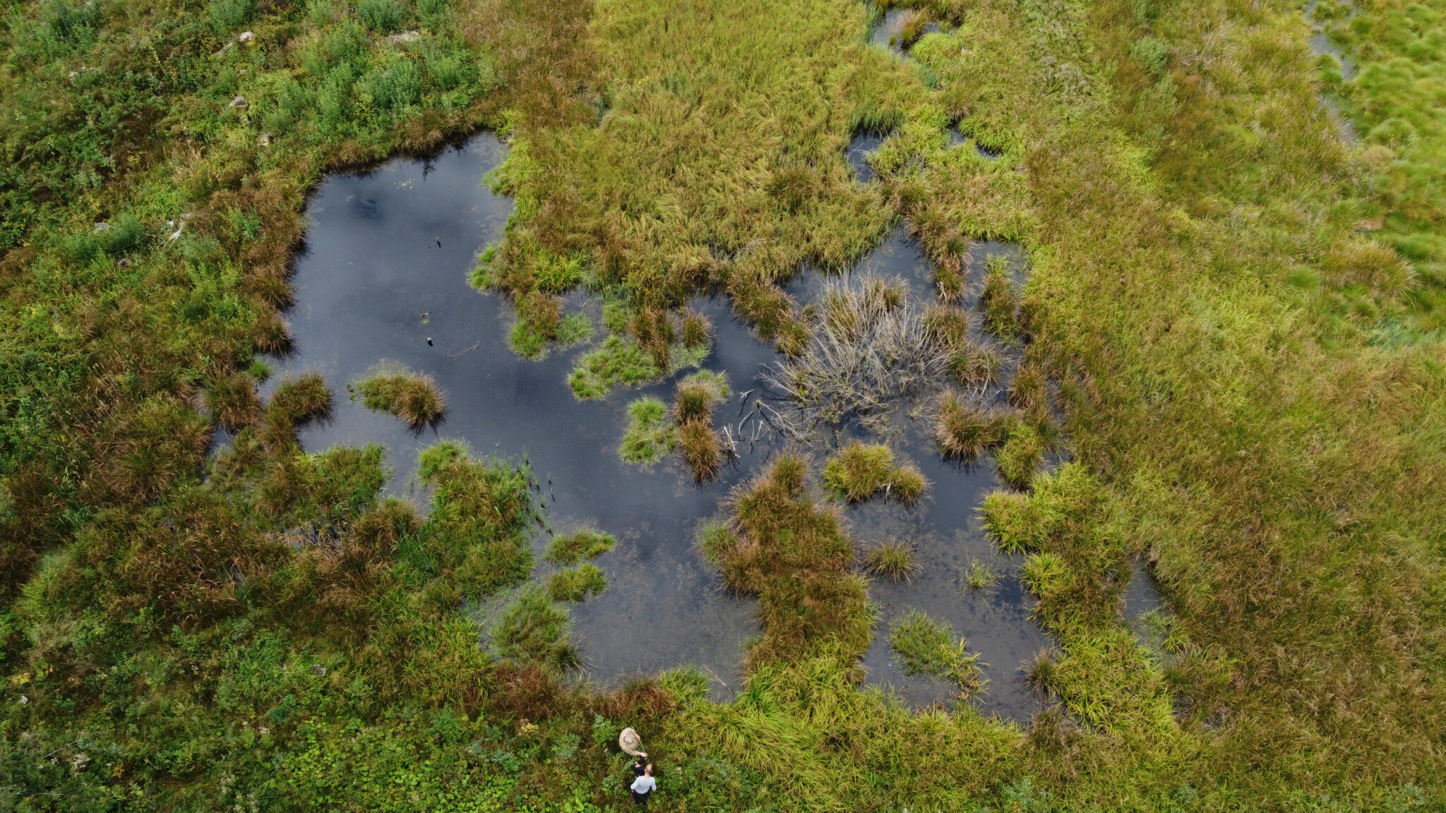 Zehn Fragen rund um Moore – Naturvielfalt Westallgäu